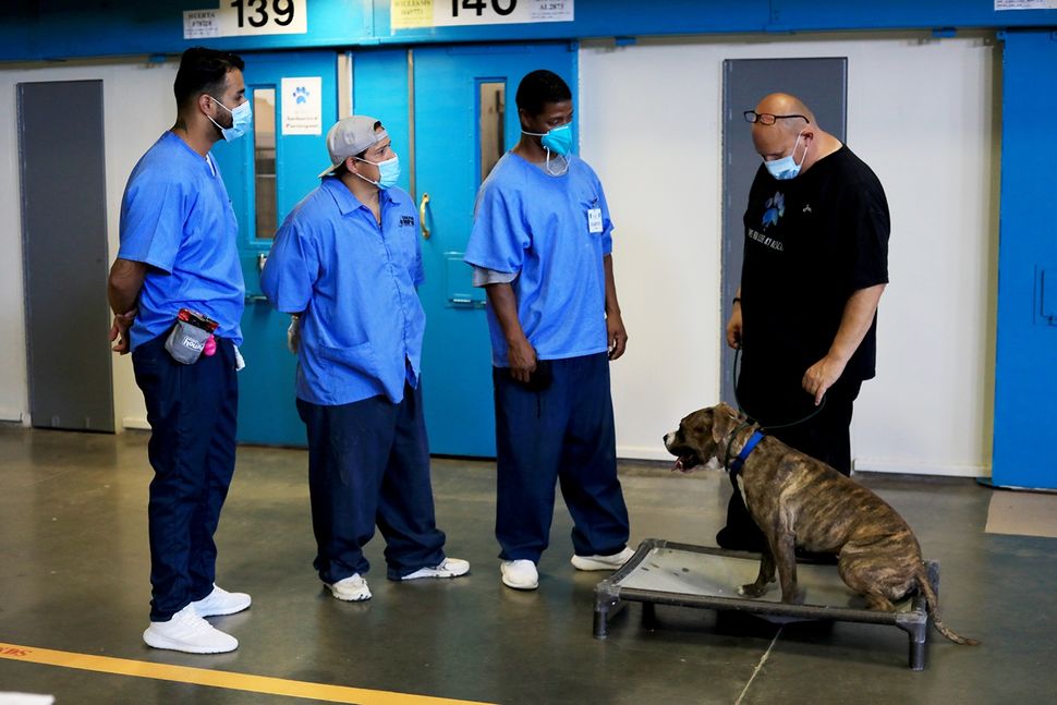 Paws for Life: Über ein Hundetrainingsprogramm in Gefängnissen - SZ Magazin