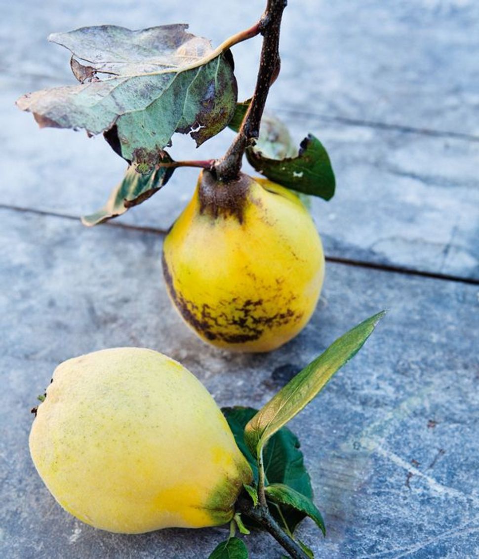 Drei wunderbare Quitten-Rezepte für den Herbst - SZ Magazin