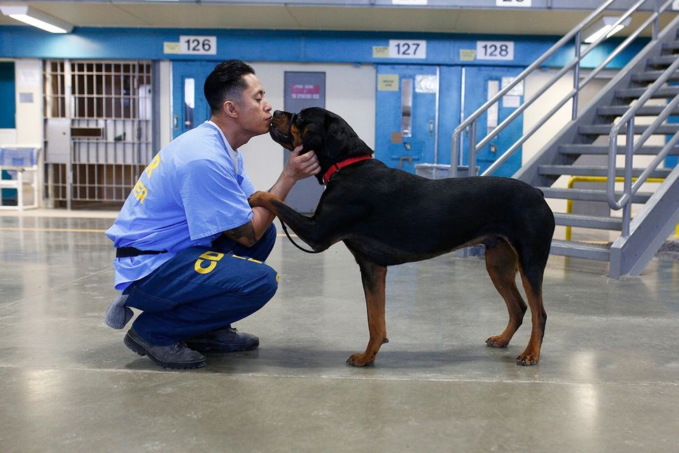 Paws for Life: Über ein Hundetrainingsprogramm in Gefängnissen - SZ Magazin