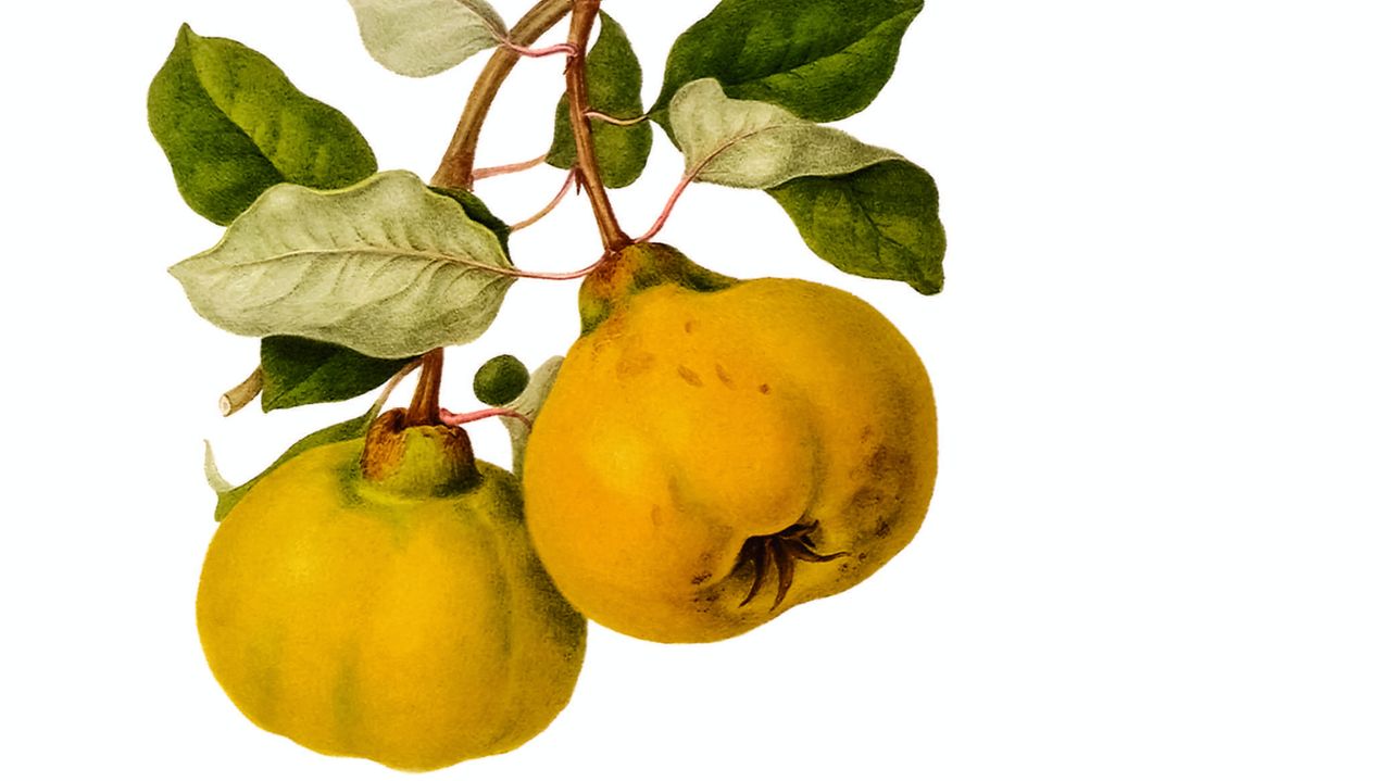 »Die Quitte muss man erst streicheln« - SZ Magazin